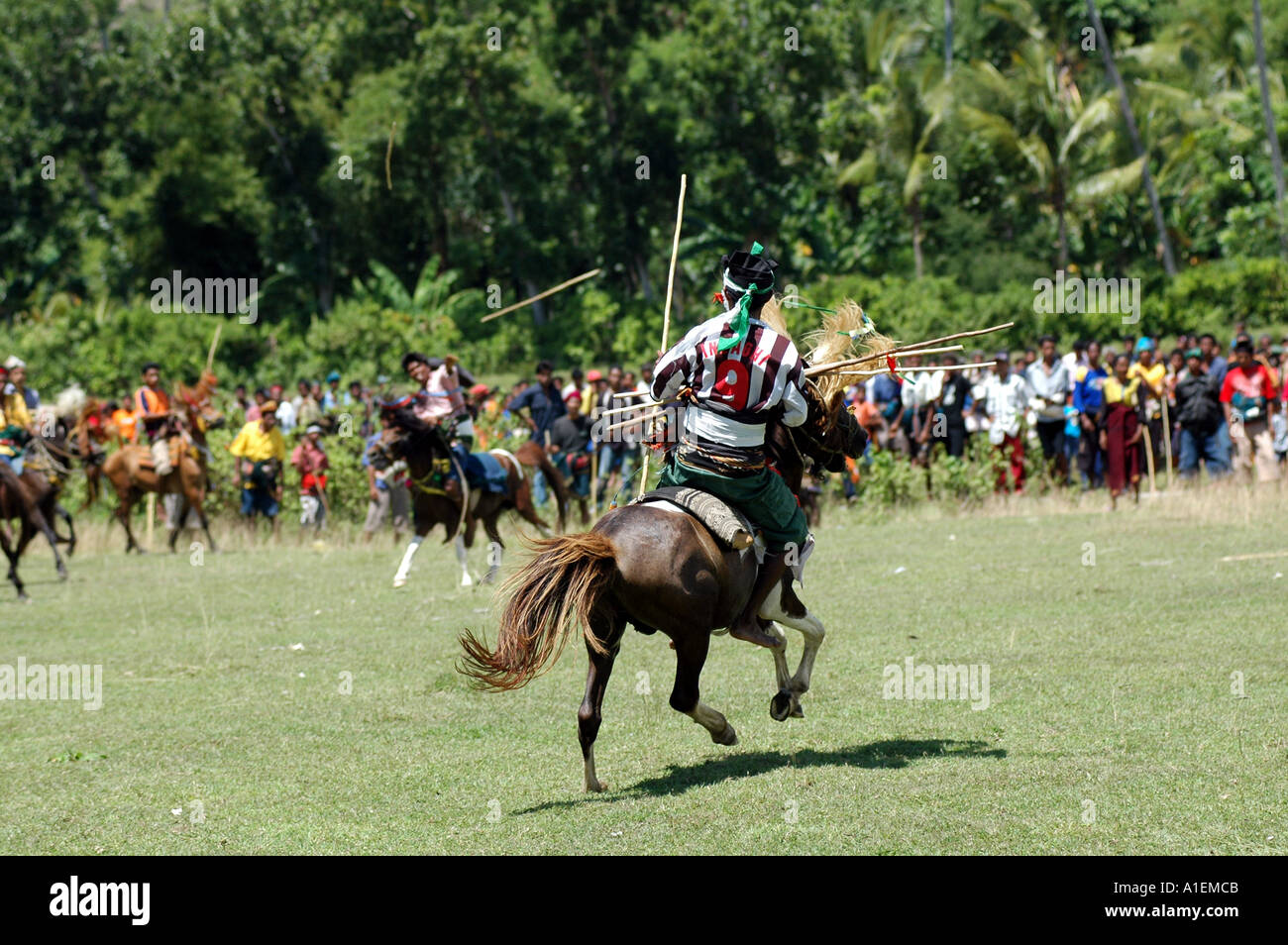 Sumba pony hi-res stock photography and images - Alamy