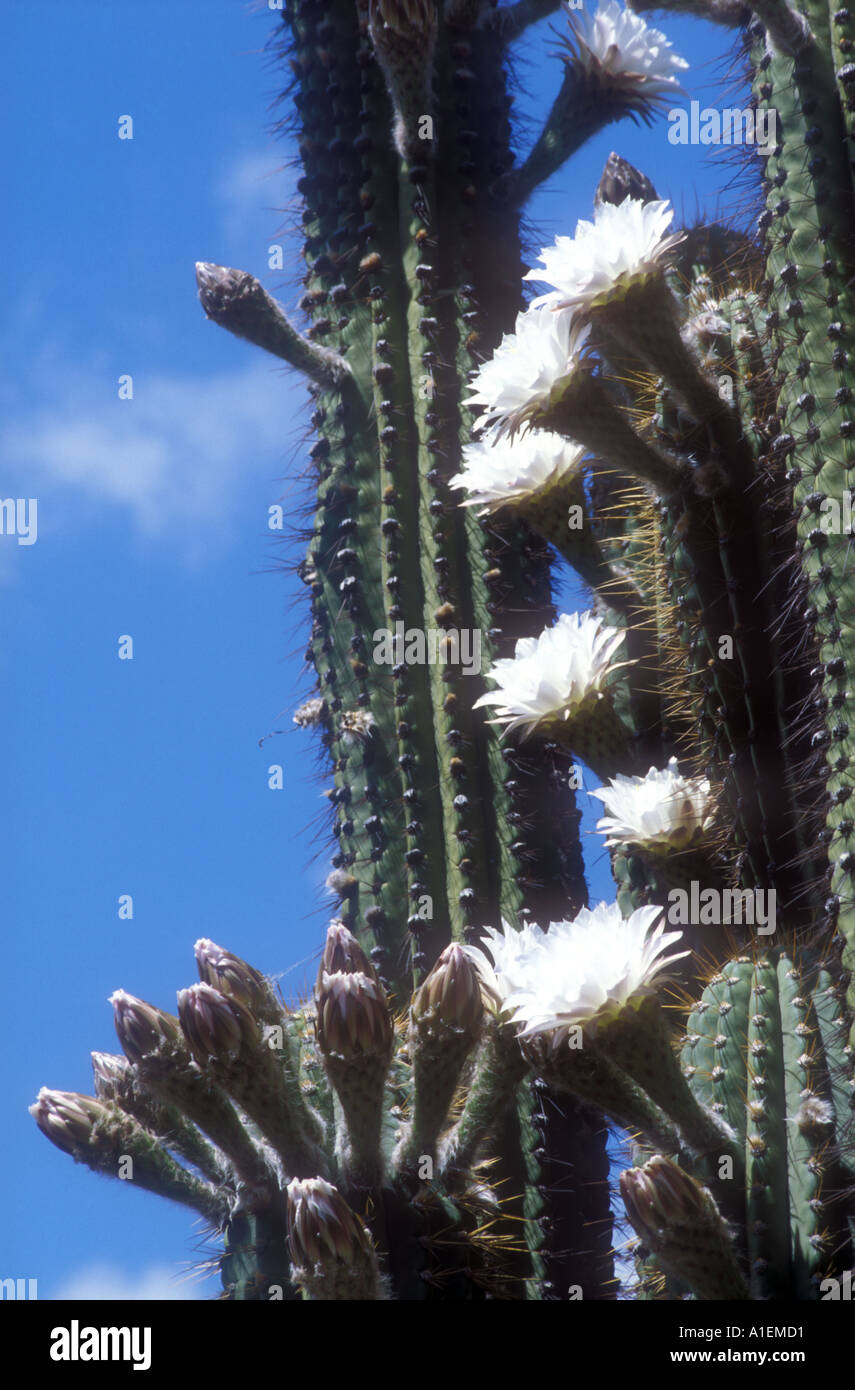 Flowering columnar cacti in xerophytic woodlands at western Argentina ...