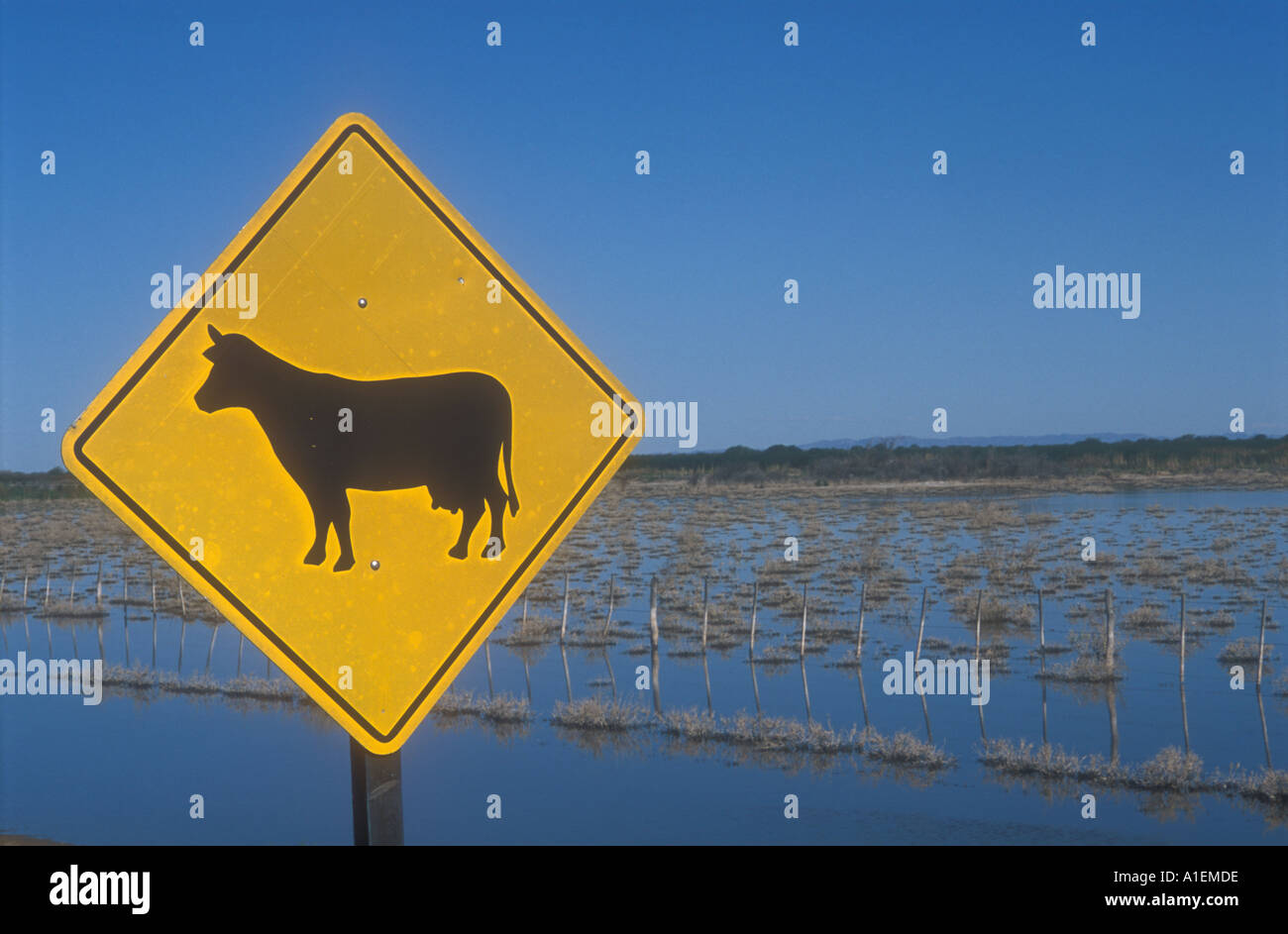 Caution sign, cows crossing the route Stock Photo - Alamy