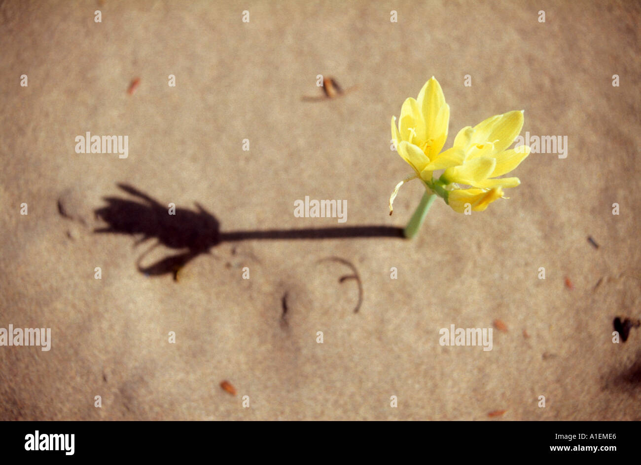 Desert ephemeral flowering plant hi-res stock photography and images ...