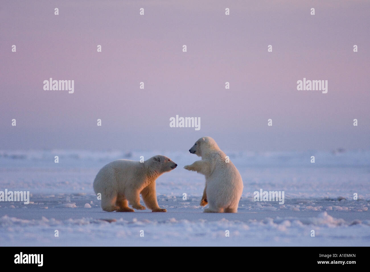 polar bears Ursus maritimus playing around on the pack ice 1002 coastal ...