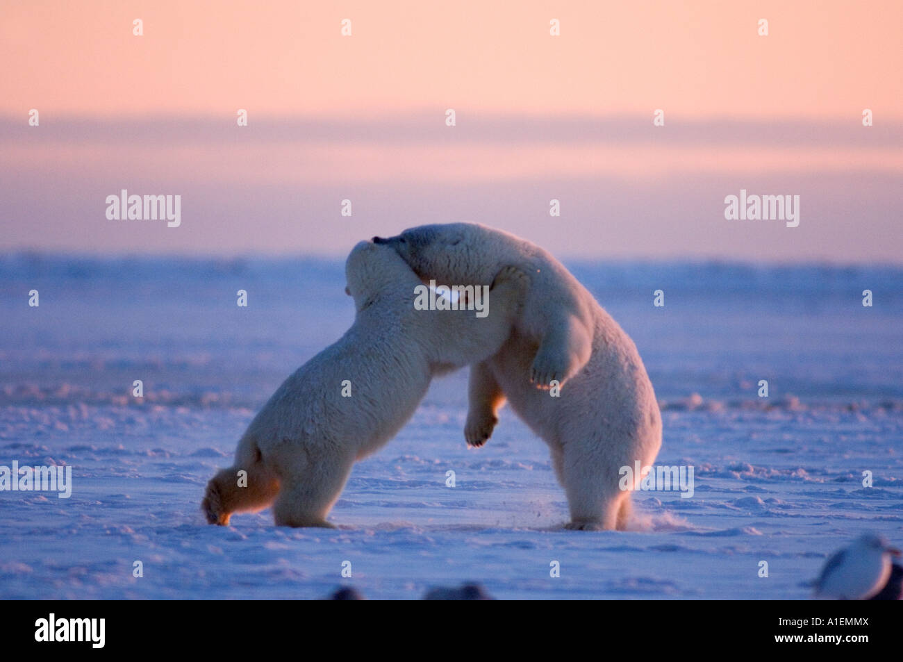 polar bears Ursus maritimus playing around on the pack ice 1002 coastal ...