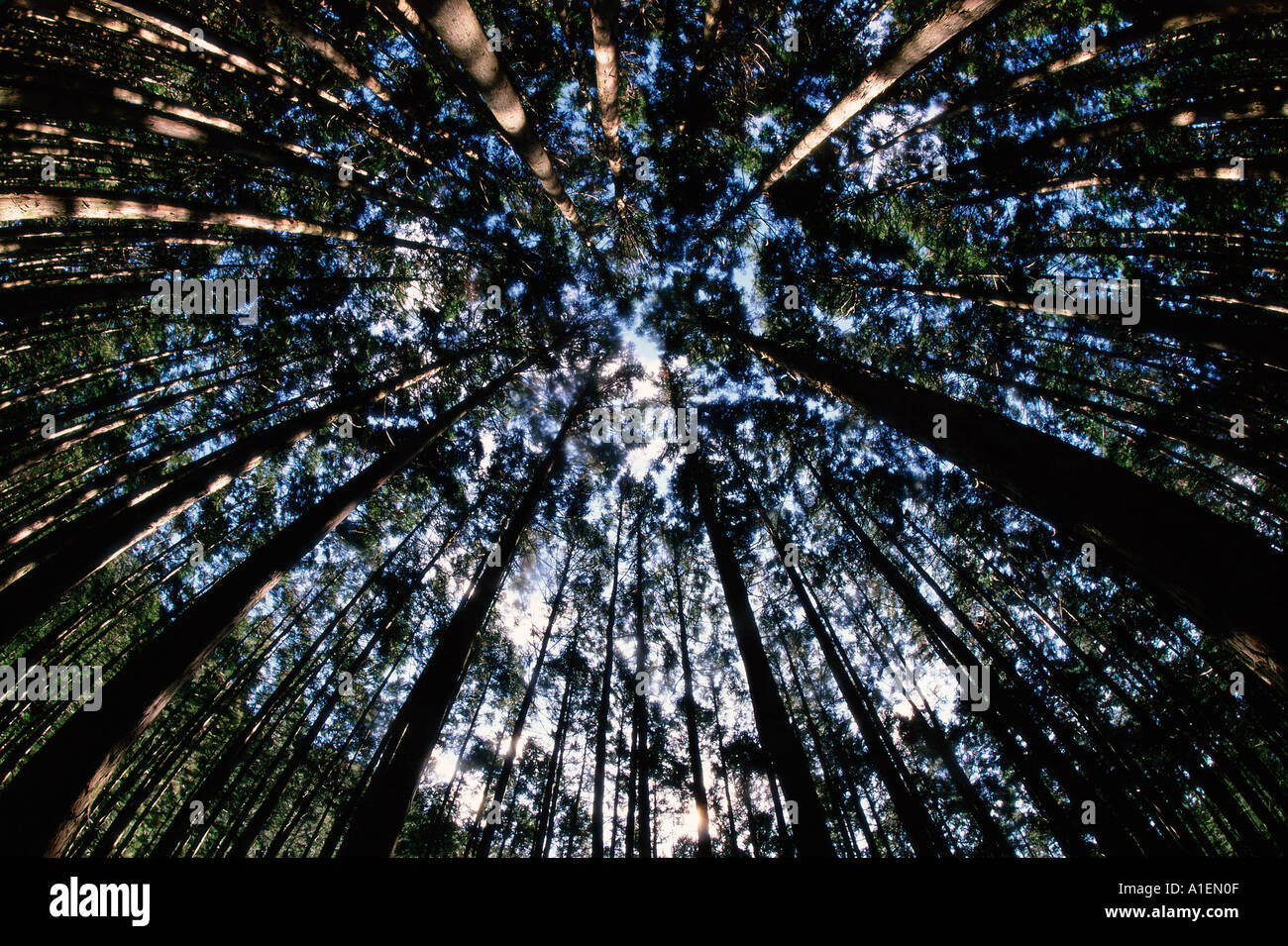 Lots Of Tall Trees High Resolution Stock Photography and Images - Alamy
