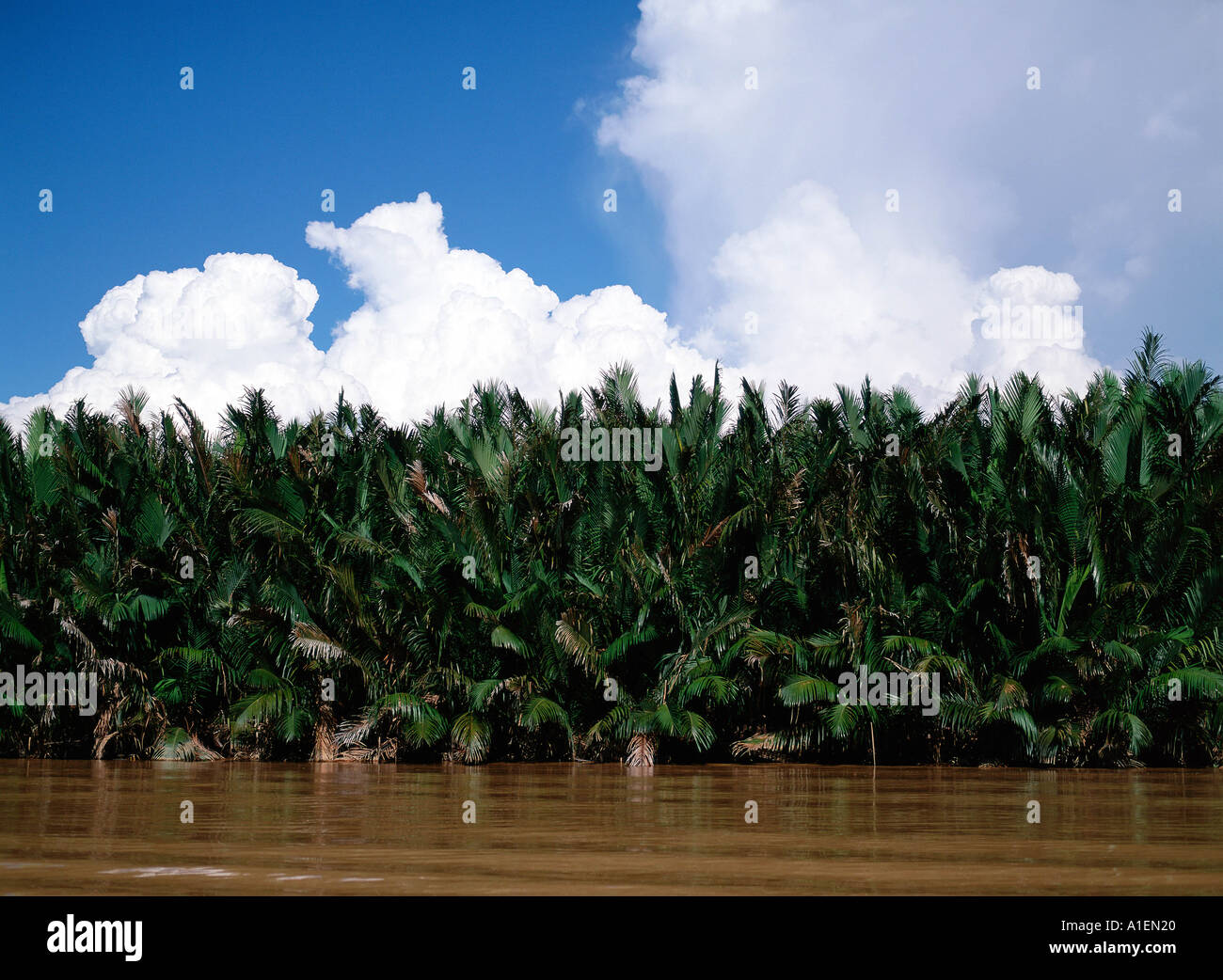 Malay tree species hi-res stock photography and images - Alamy
