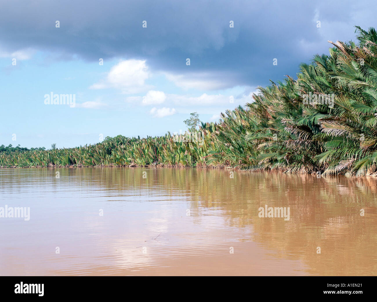 Malay tree species hi-res stock photography and images - Alamy