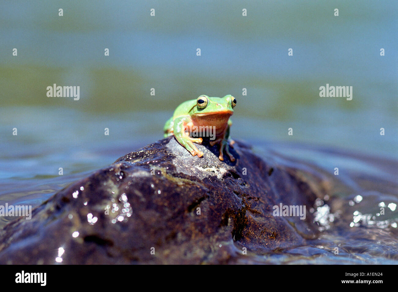 Frog in the water Stock Photo - Alamy