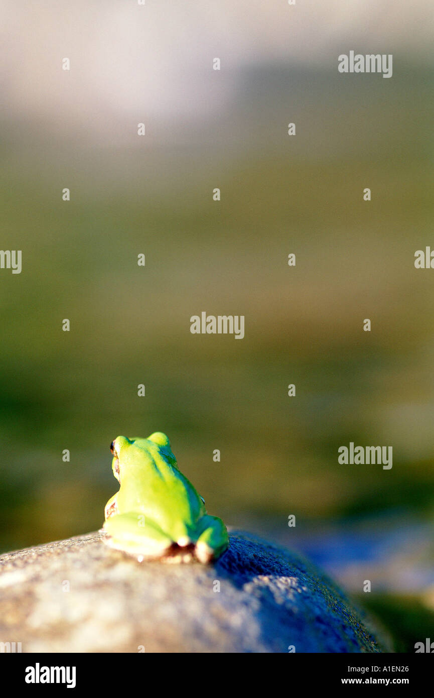 Frog Back High Resolution Stock Photography and Images - Alamy