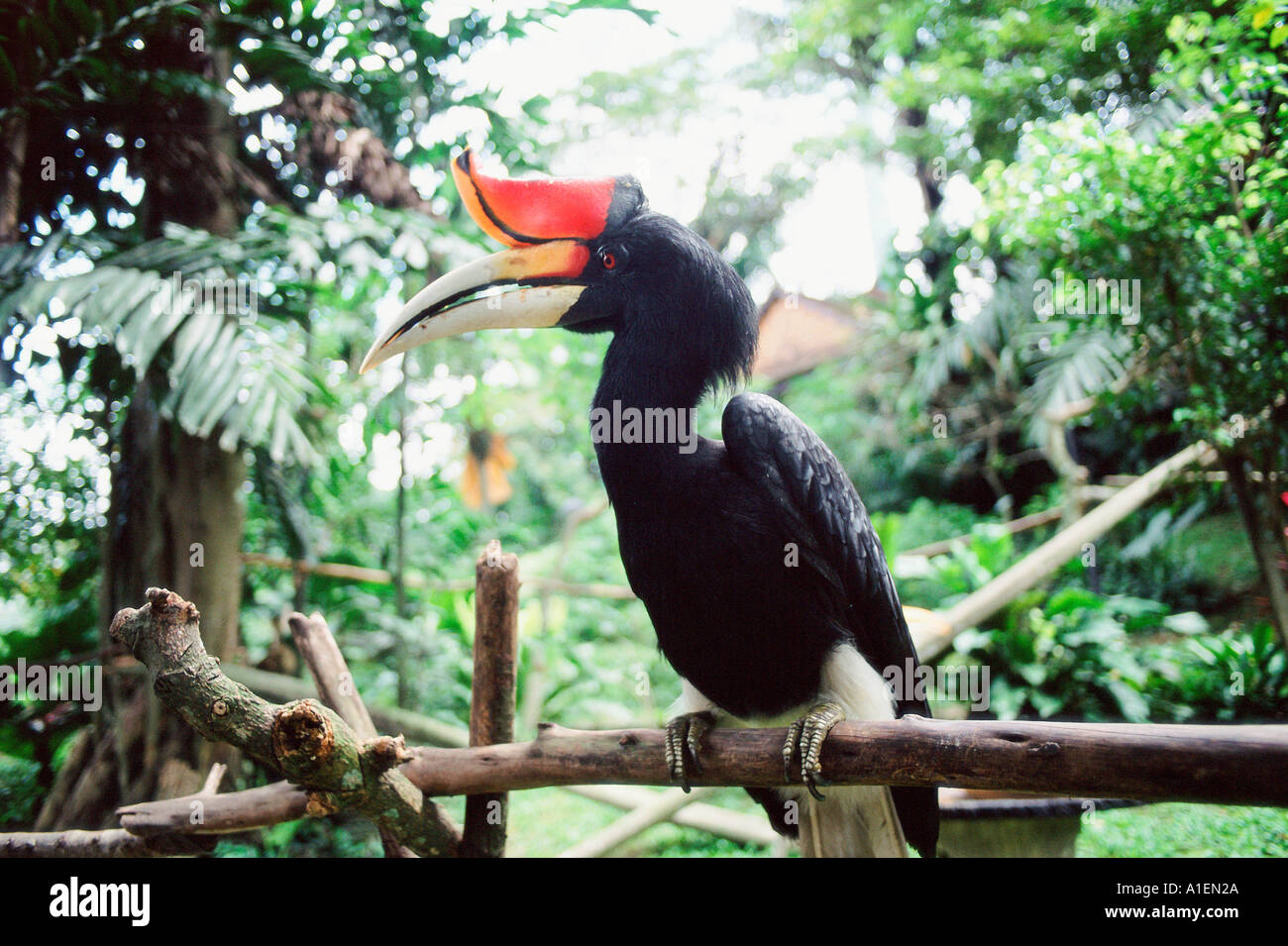 Exotic black bird Stock Photo - Alamy