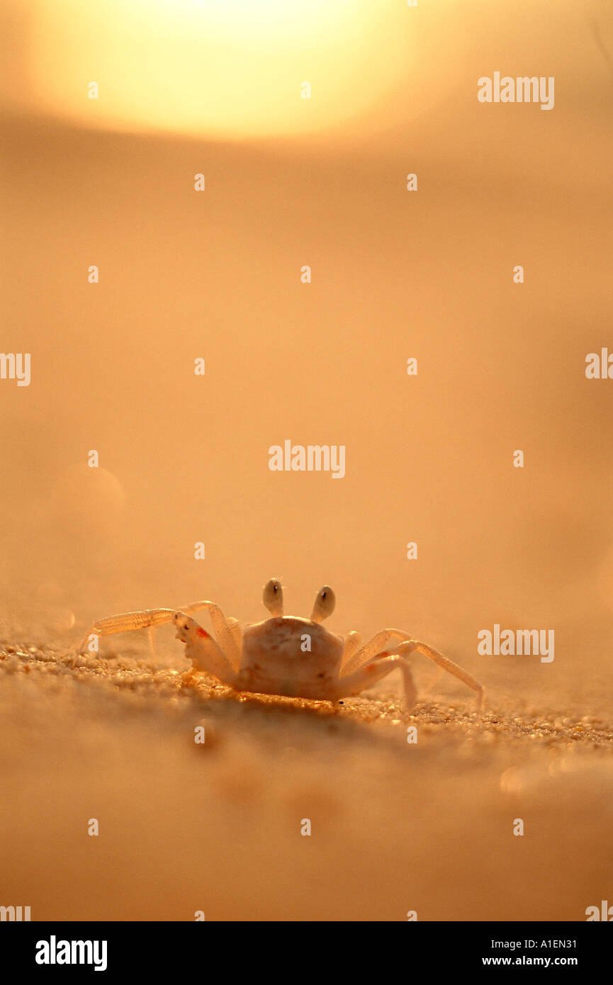 Phantom crab hi-res stock photography and images - Alamy