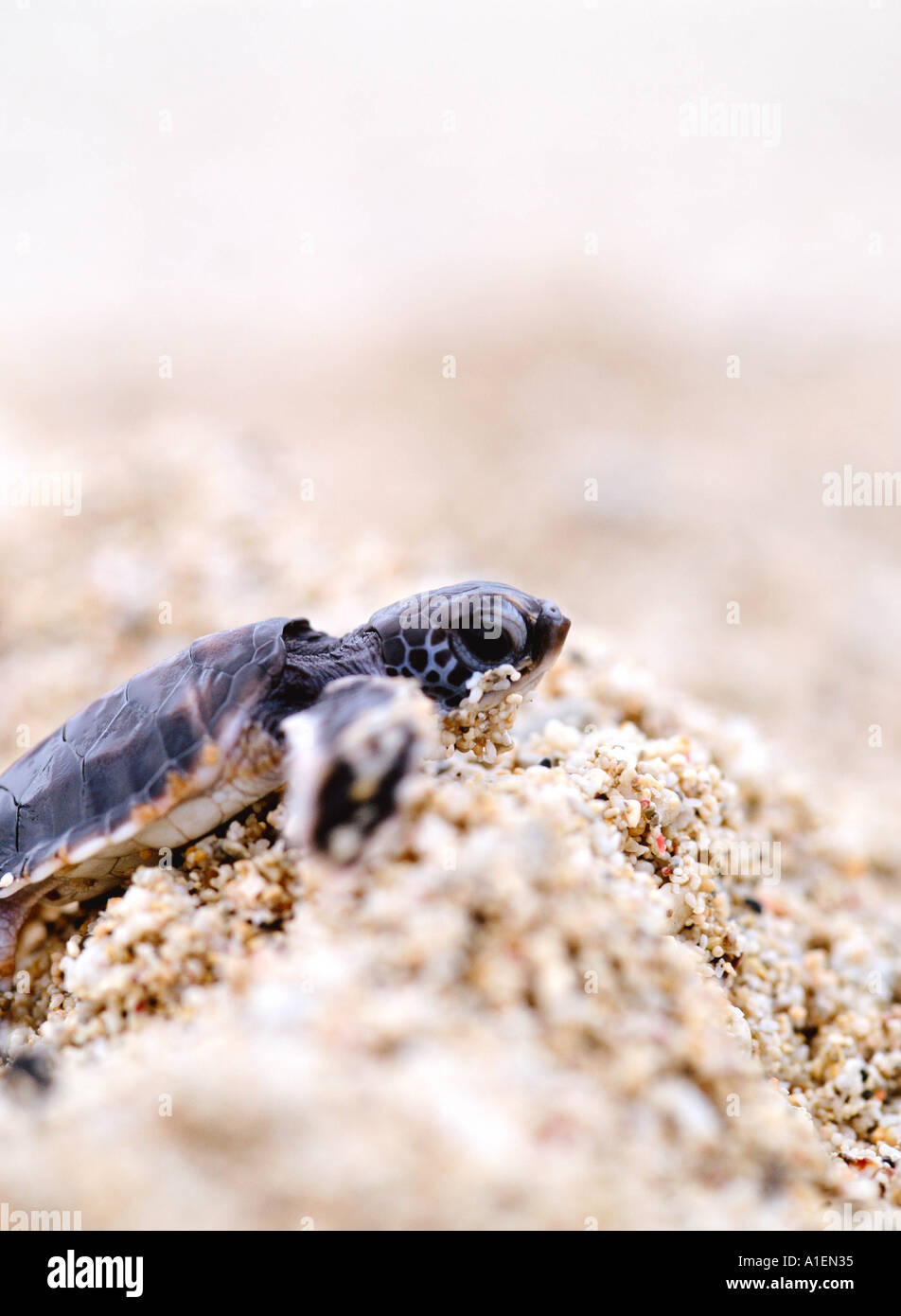 Small deta hi-res stock photography and images - Alamy