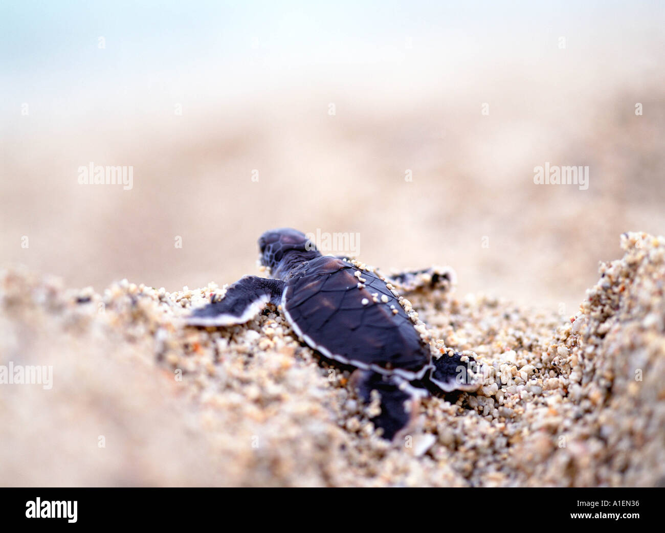 Turtle On Its Back High Resolution Stock Photography and Images - Alamy