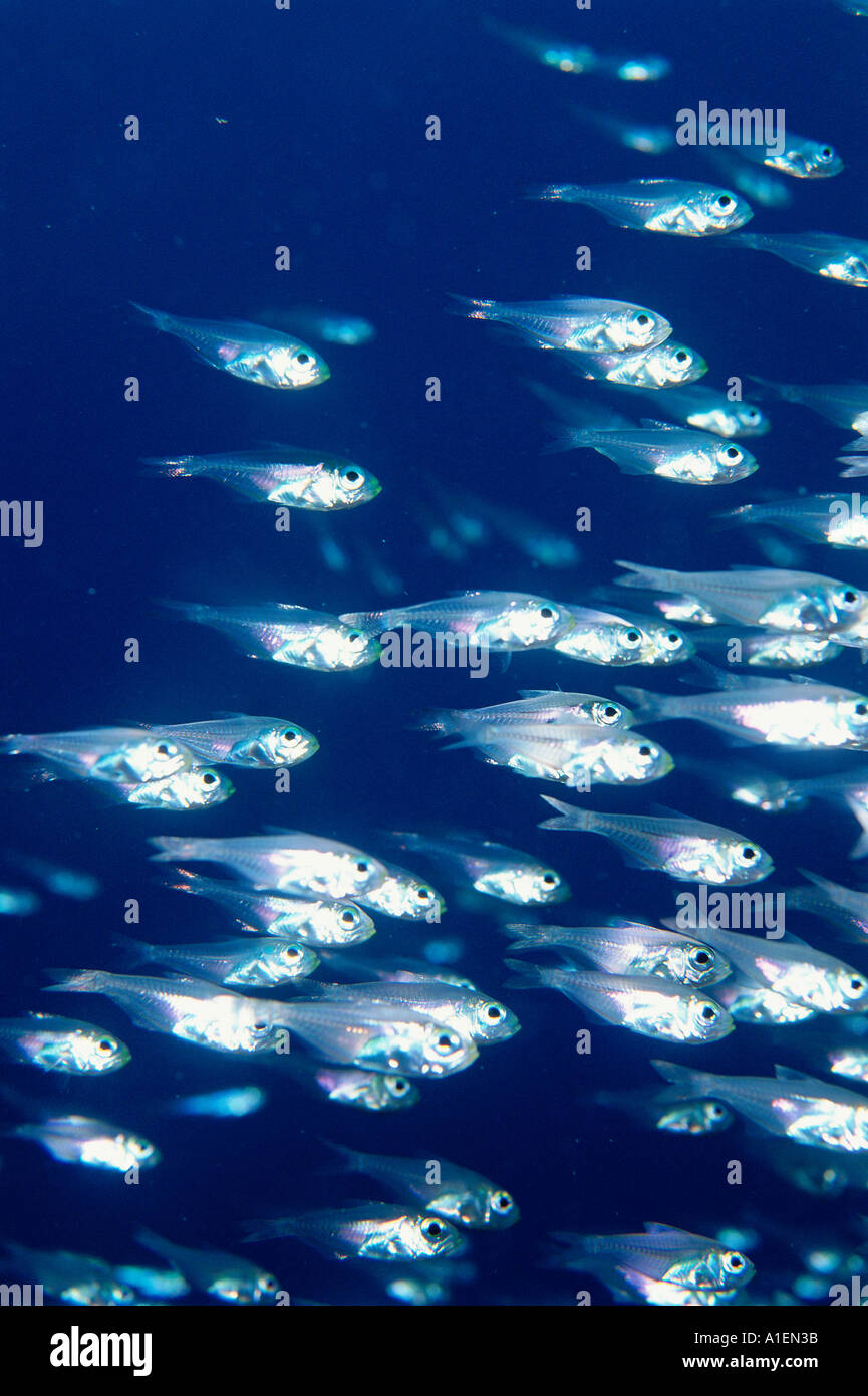 Slender fish hi-res stock photography and images - Alamy