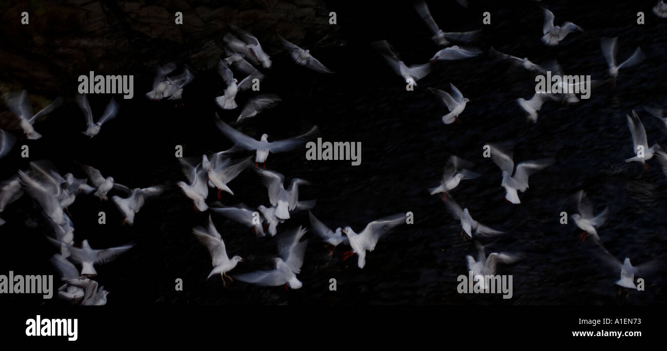 Doves disturbed Stock Photo - Alamy