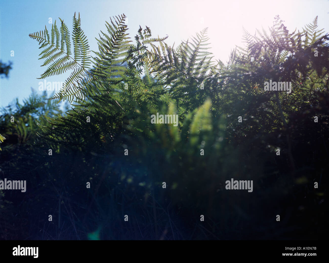 Hedgerow fern sunlight hi-res stock photography and images - Alamy