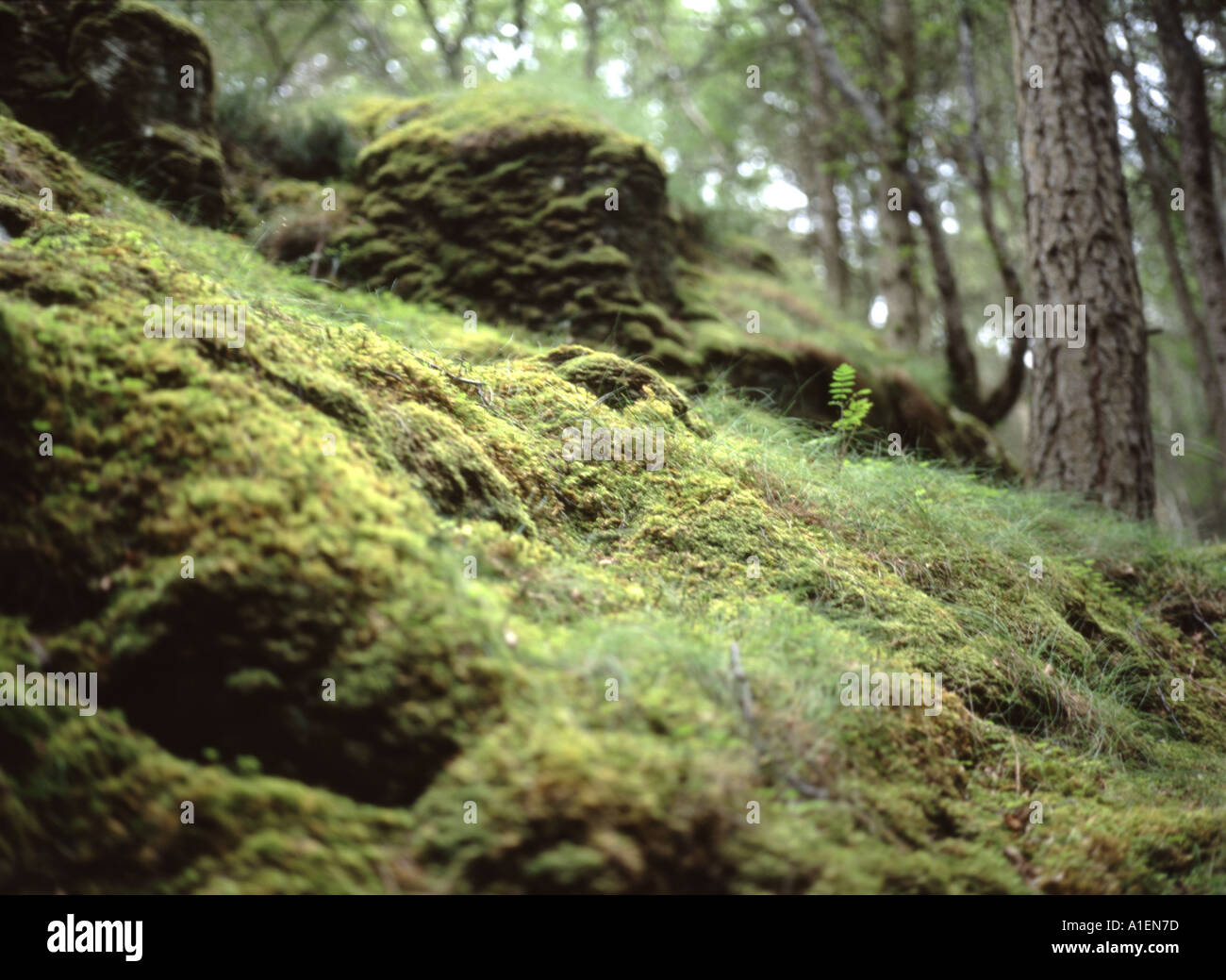 Uneven forest floor hi-res stock photography and images - Alamy