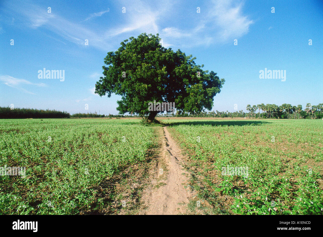Tree in field Stock Photo - Alamy