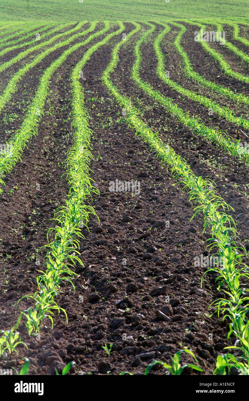 Crops in a row hi-res stock photography and images - Alamy