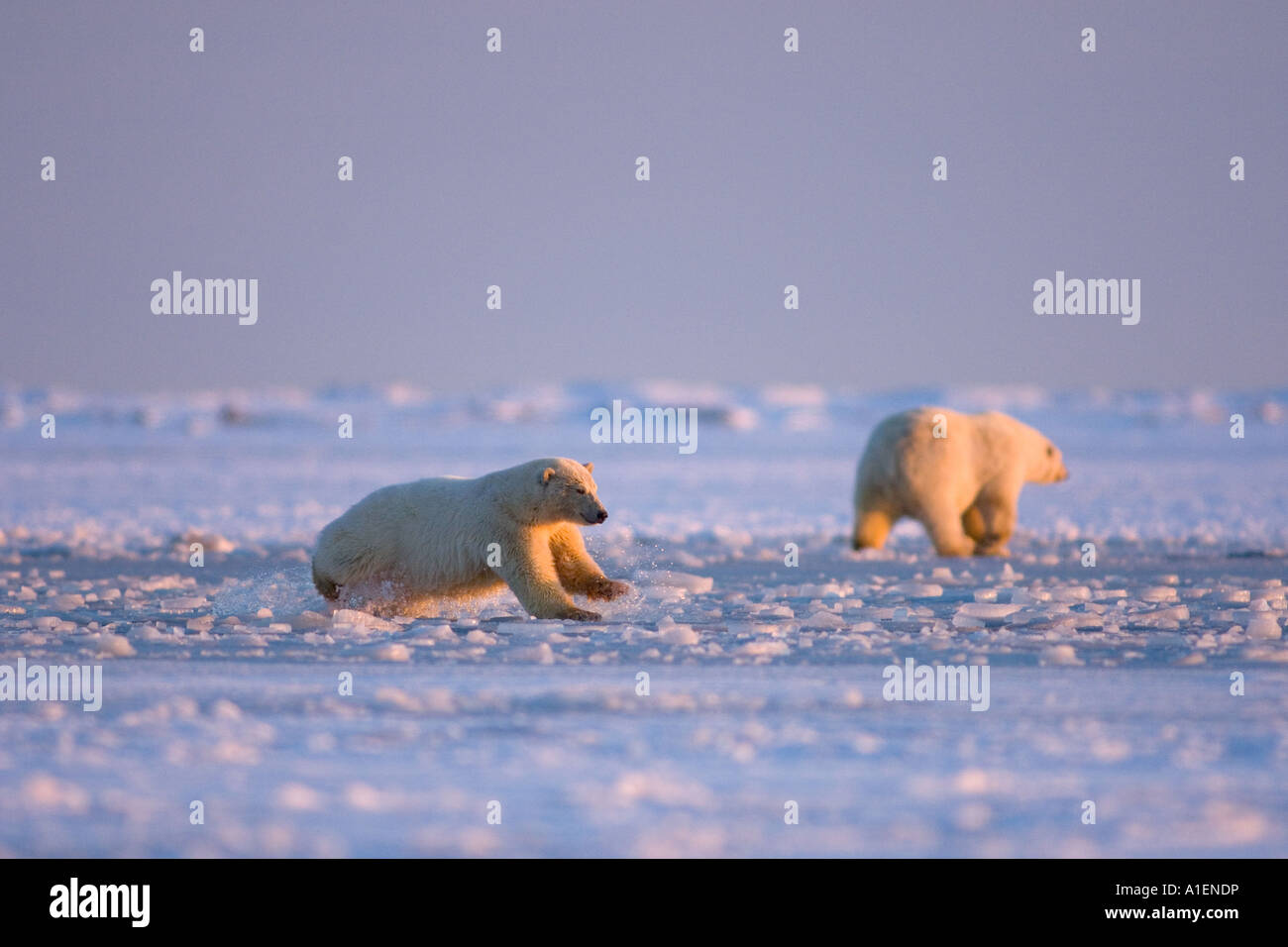 polar bears Ursus maritimus on the pack ice 1002 coastal plain of the ...