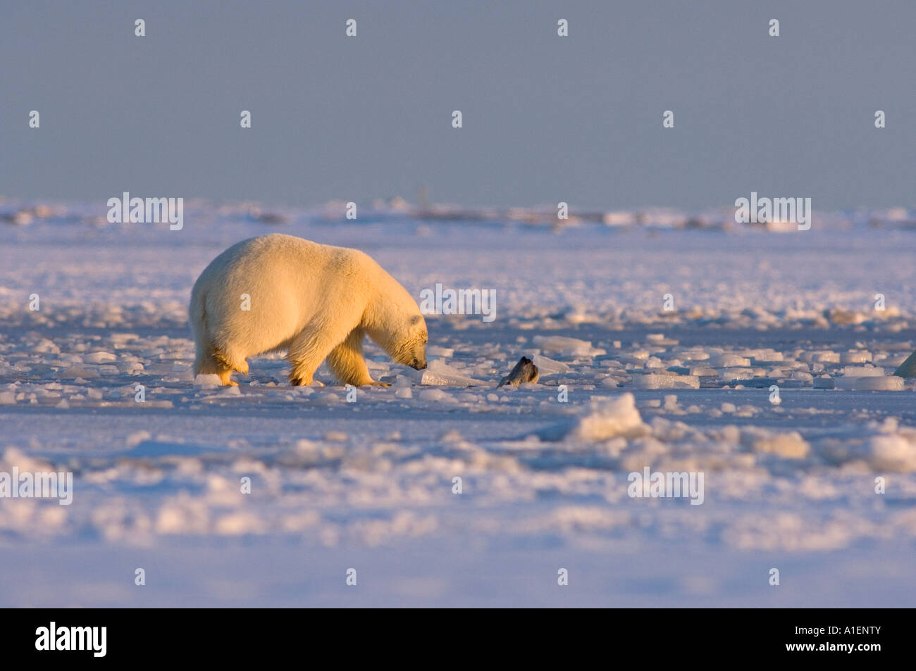 Drowning bear hi-res stock photography and images - Alamy