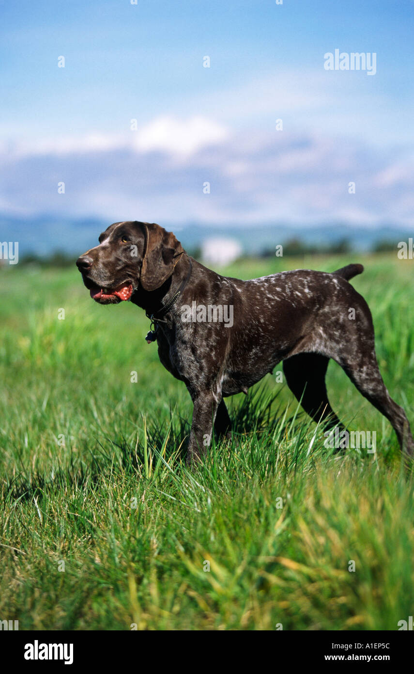 Dog point pointing hunt bird hi-res stock photography and images - Alamy