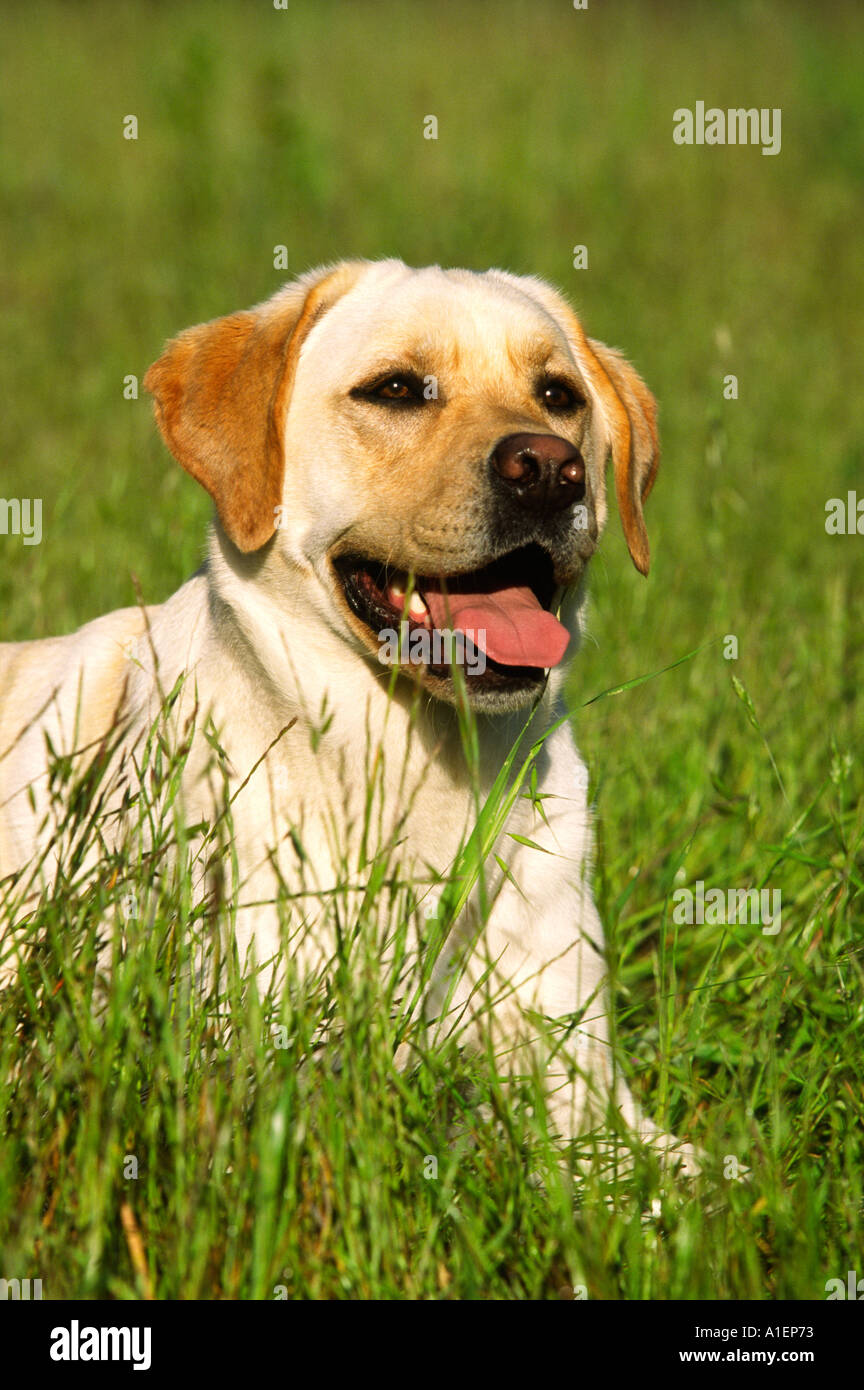 Purebred Yellow labrador retriever dog Stock Photo - Alamy