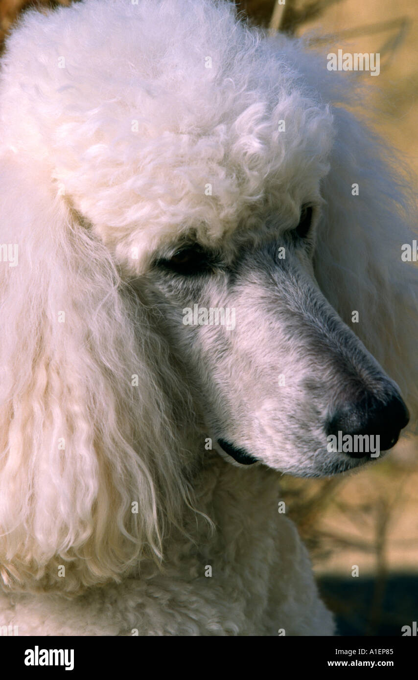 White standard hi-res stock photography and images - Alamy