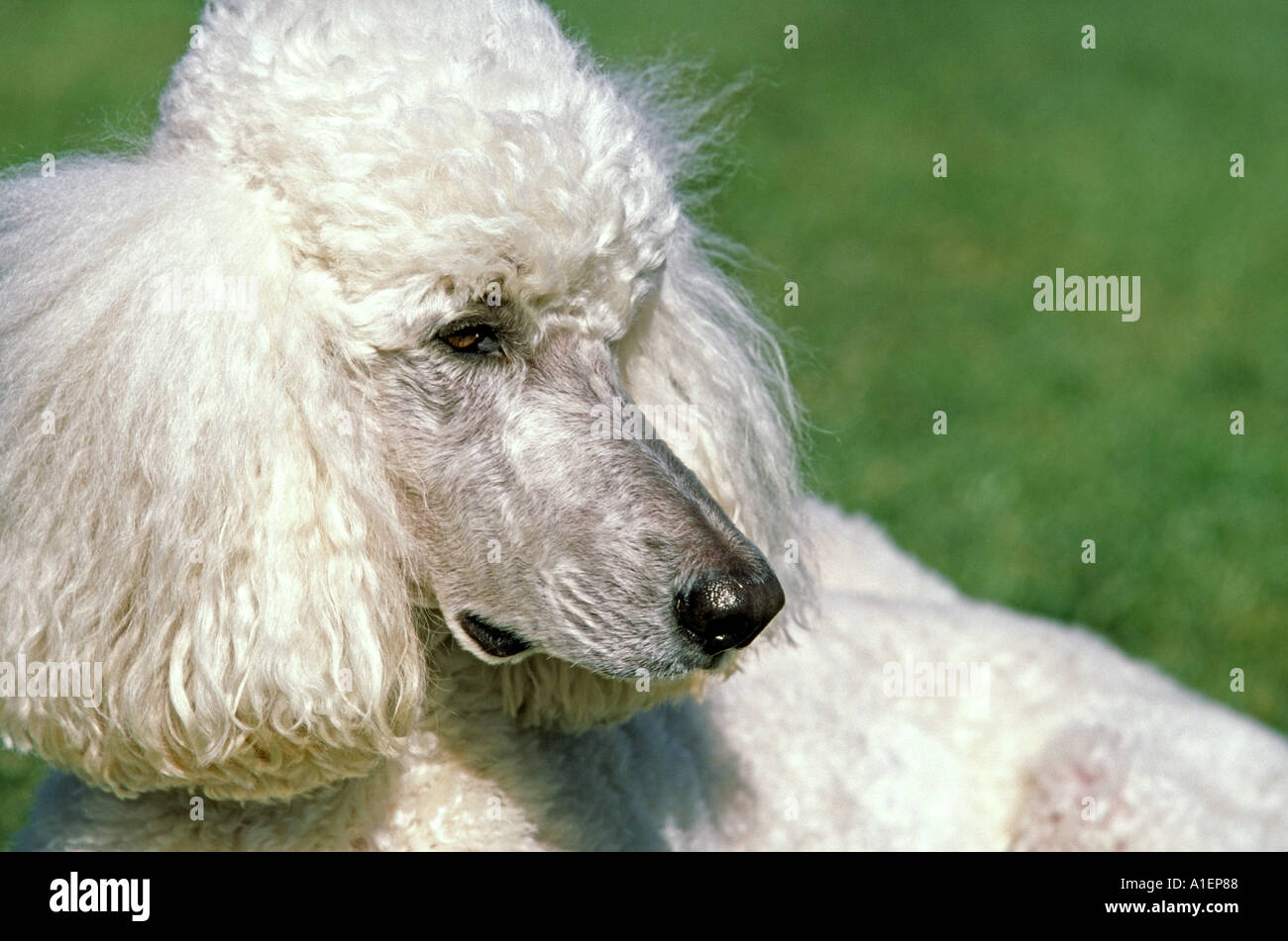 White Standard Poodle Face