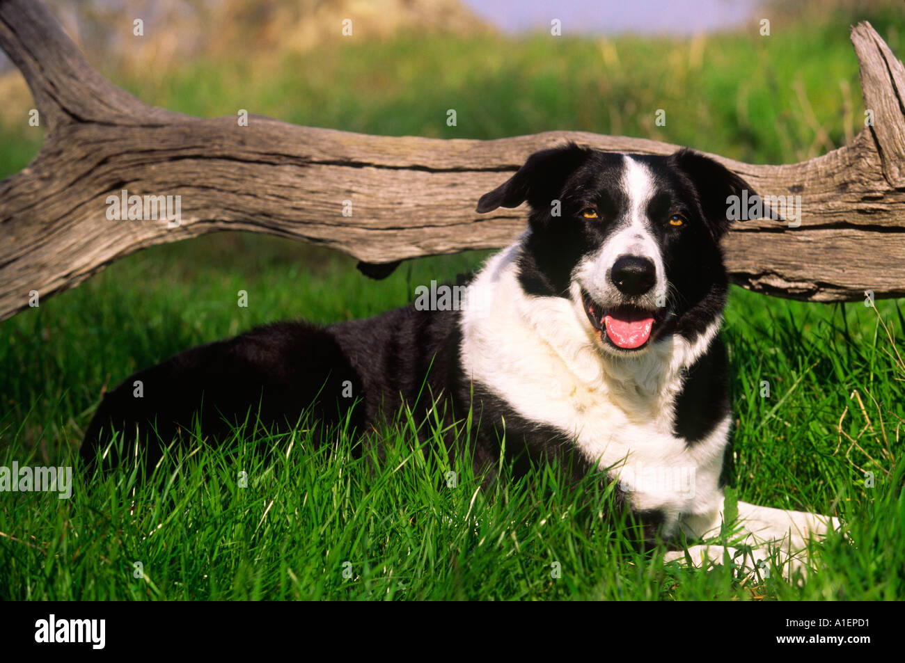 Purebred Border Collie resting outdoor in green grass Stock Photo - Alamy