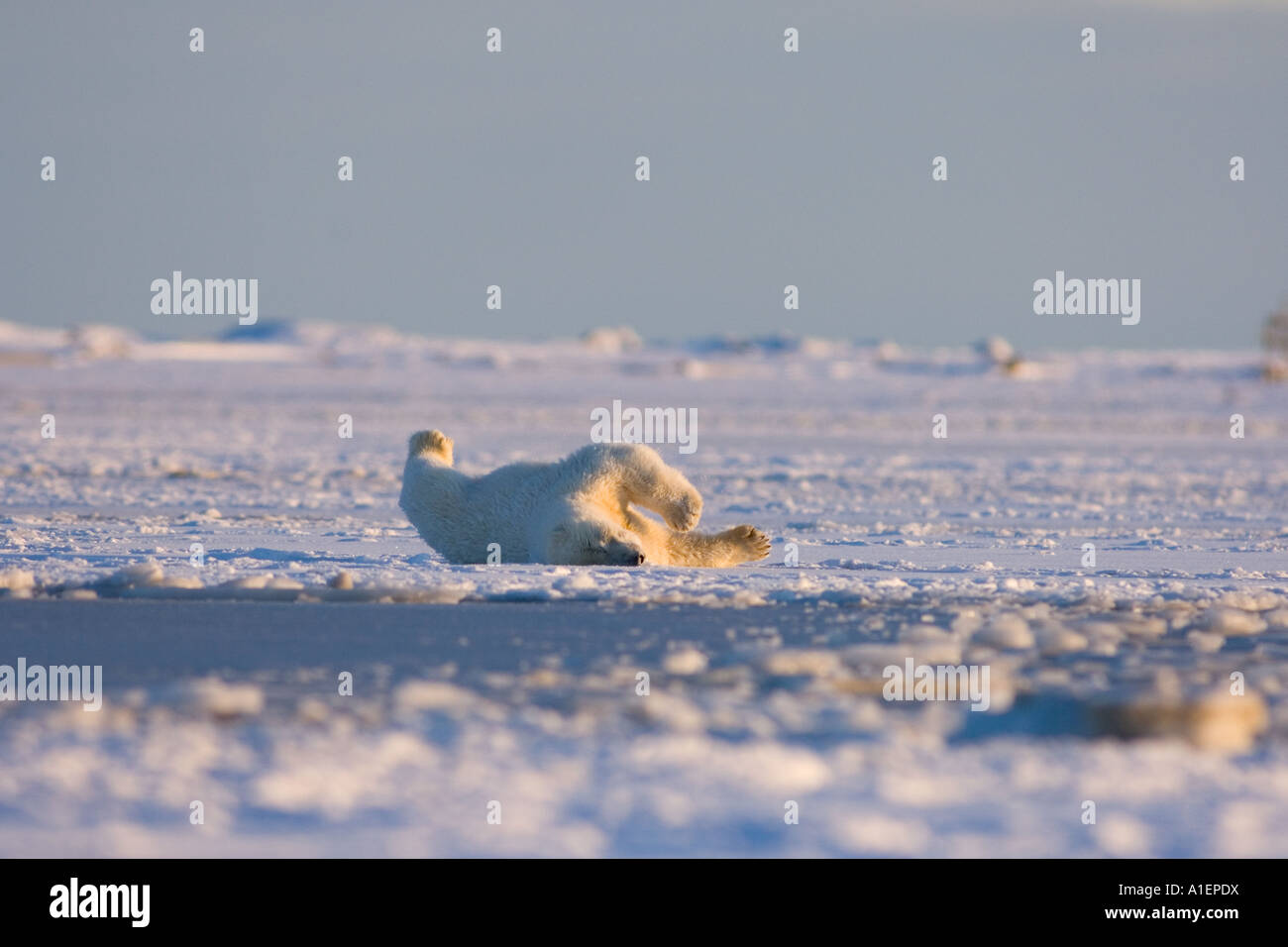 polar bear Ursus maritimus cub rolling around on the pack ice 1002 area ...