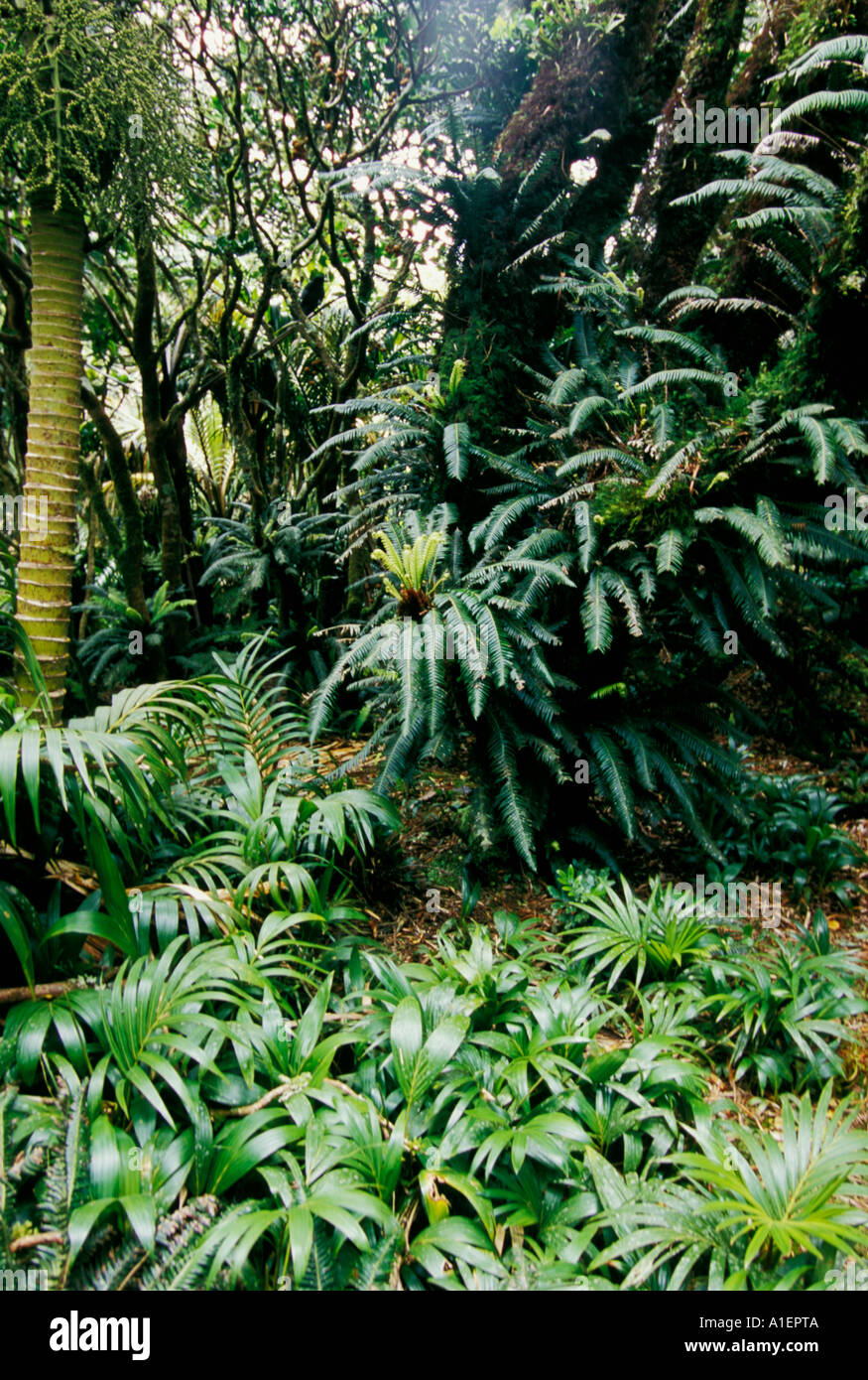Mount Gower guided hike mist forest at summit of Mt Gower Lord Howe ...