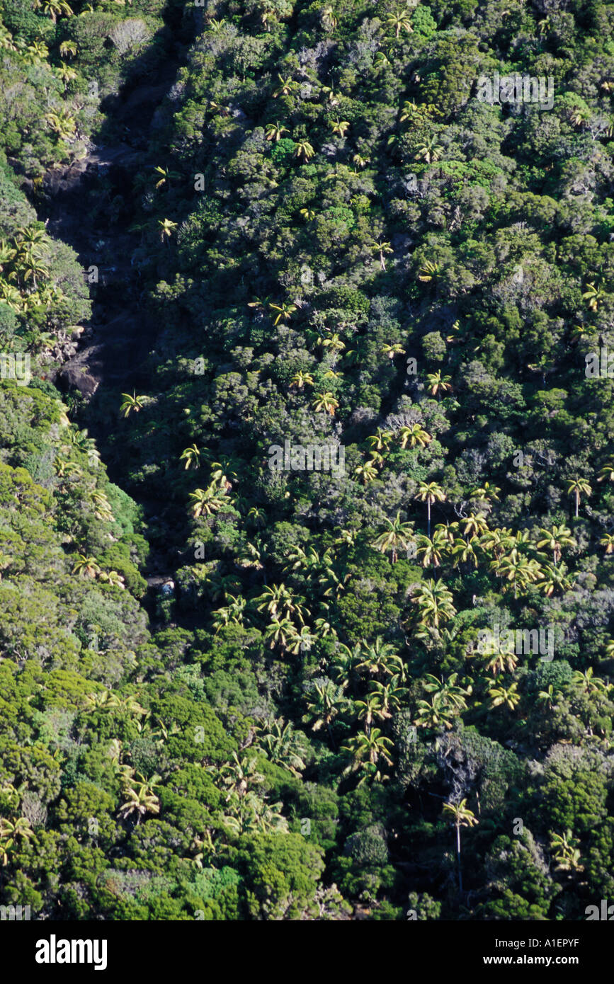 Forest on lower slopes of Mt Gower Lord Howe Island NSW Australia Stock ...
