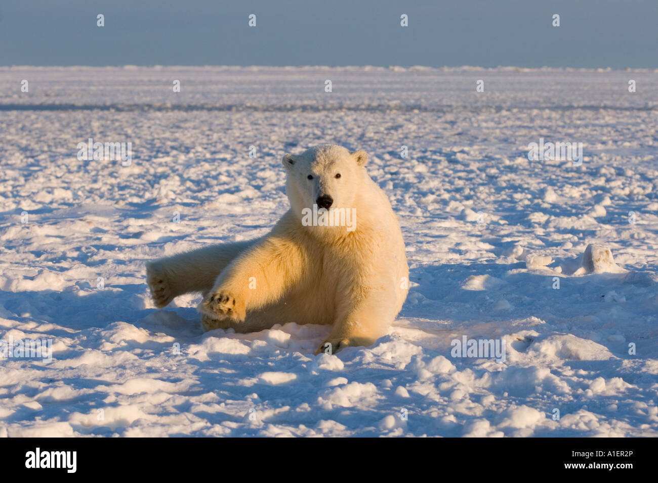 polar bear Ursus maritimus cub rolling around on the pack ice 1002 area ...