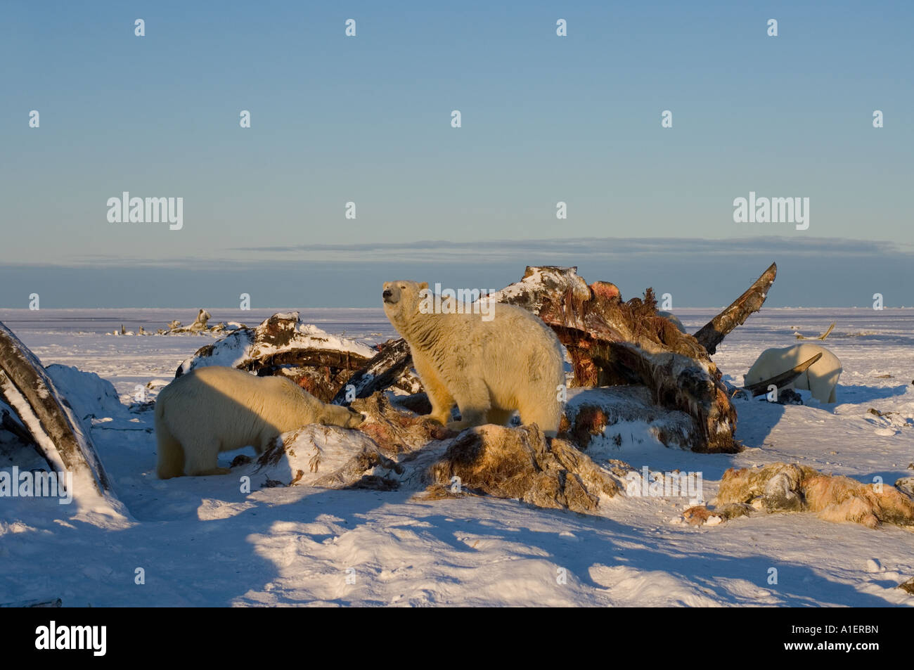 polar bears Ursus maritimus sow with cub feeding on a bowhead whale ...