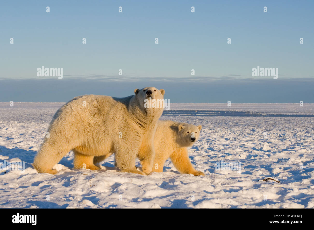 polar bears Ursus maritimus sow with cub on the pack ice 1002 coastal ...