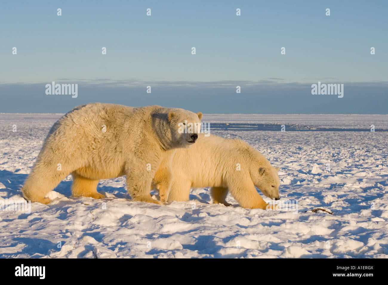 polar bears Ursus maritimus sow with cub on the pack ice 1002 coastal ...