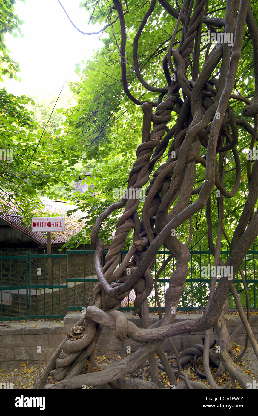 Twisted ladder hi-res stock photography and images - Alamy