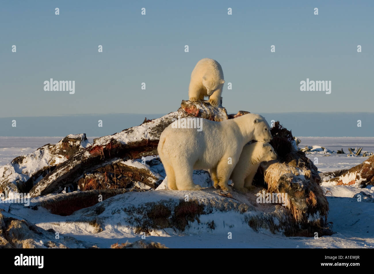 polar bears Ursus maritimus sow with cubs feeding on a bowhead whale ...