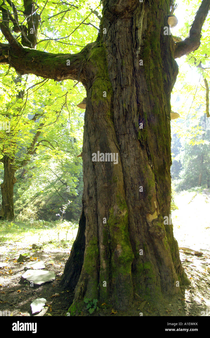 Magnificent oak tree trunk and branches, Kullu Valley, India Stock ...