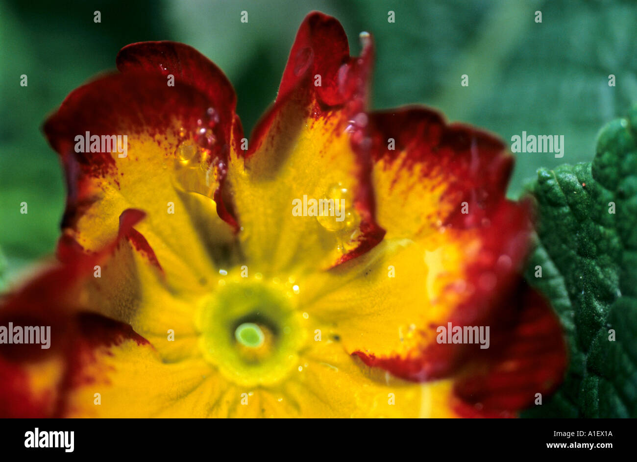 Crimson and yellow Polyanthus digital changed Stock Photo - Alamy