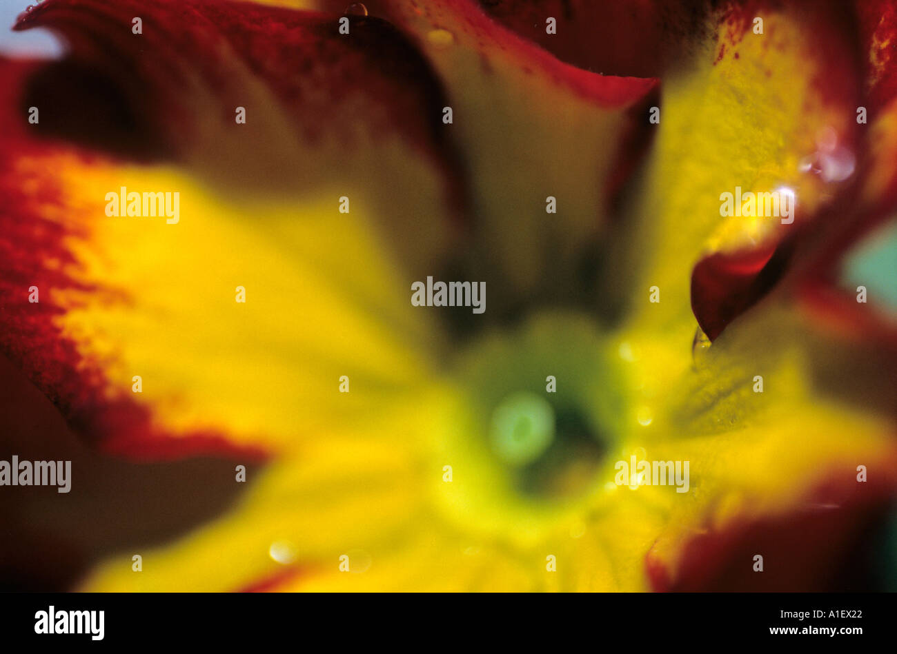 Crimson and yellow Polyanthus digital changed Stock Photo - Alamy