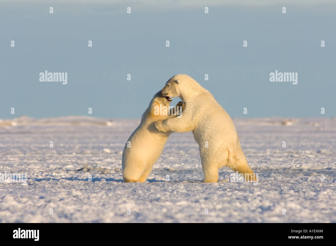 polar bears Ursus maritimus playing around on the pack ice 1002 coastal ...