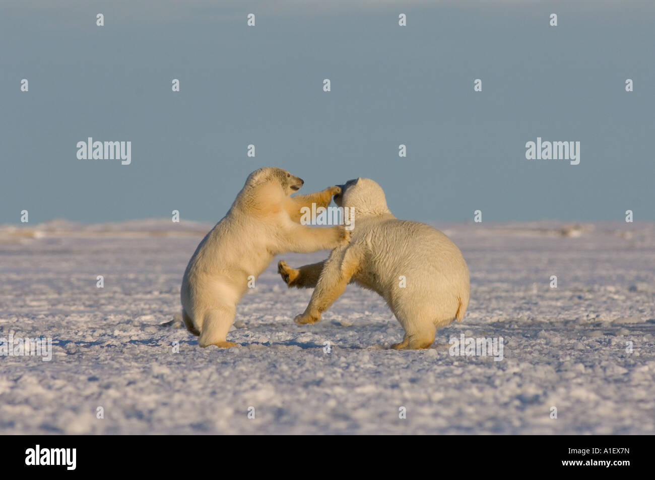 polar bears Ursus maritimus playing around on the pack ice 1002 coastal ...