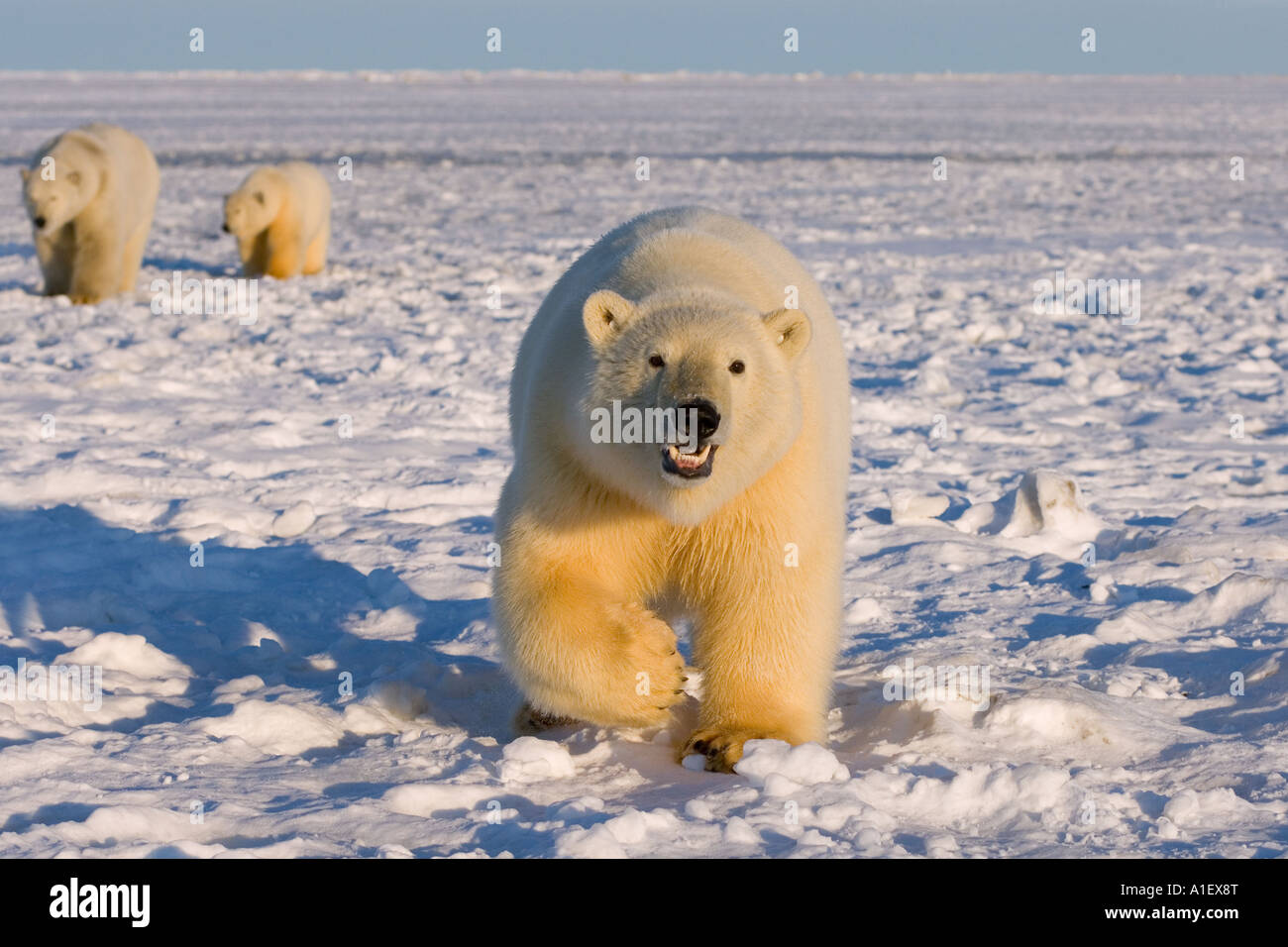 polar bears Ursus maritimus sow with cubs on the pack ice 1002 coastal ...