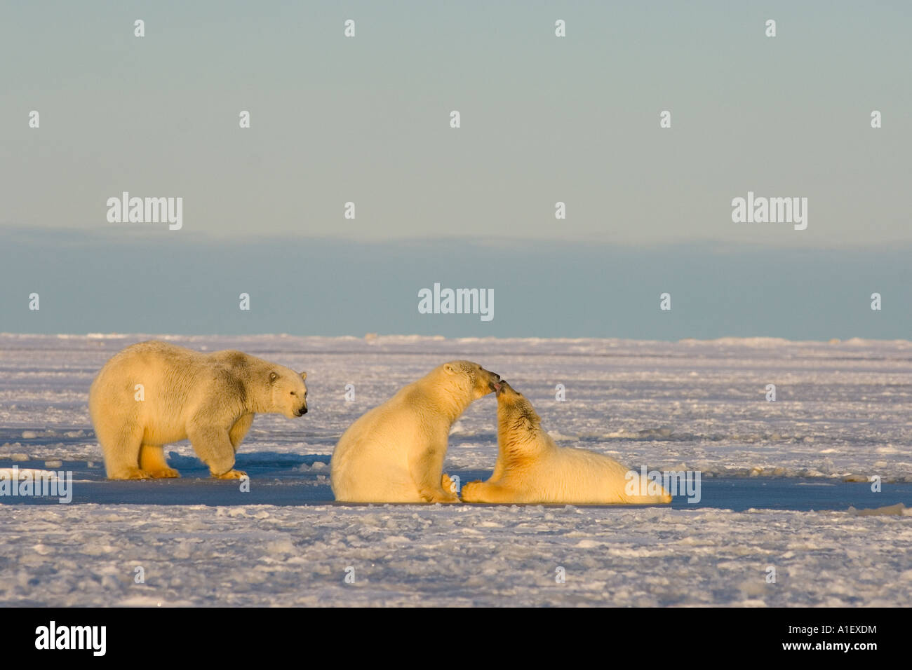polar bears Ursus maritimus sow with cubs on the pack ice 1002 coastal ...