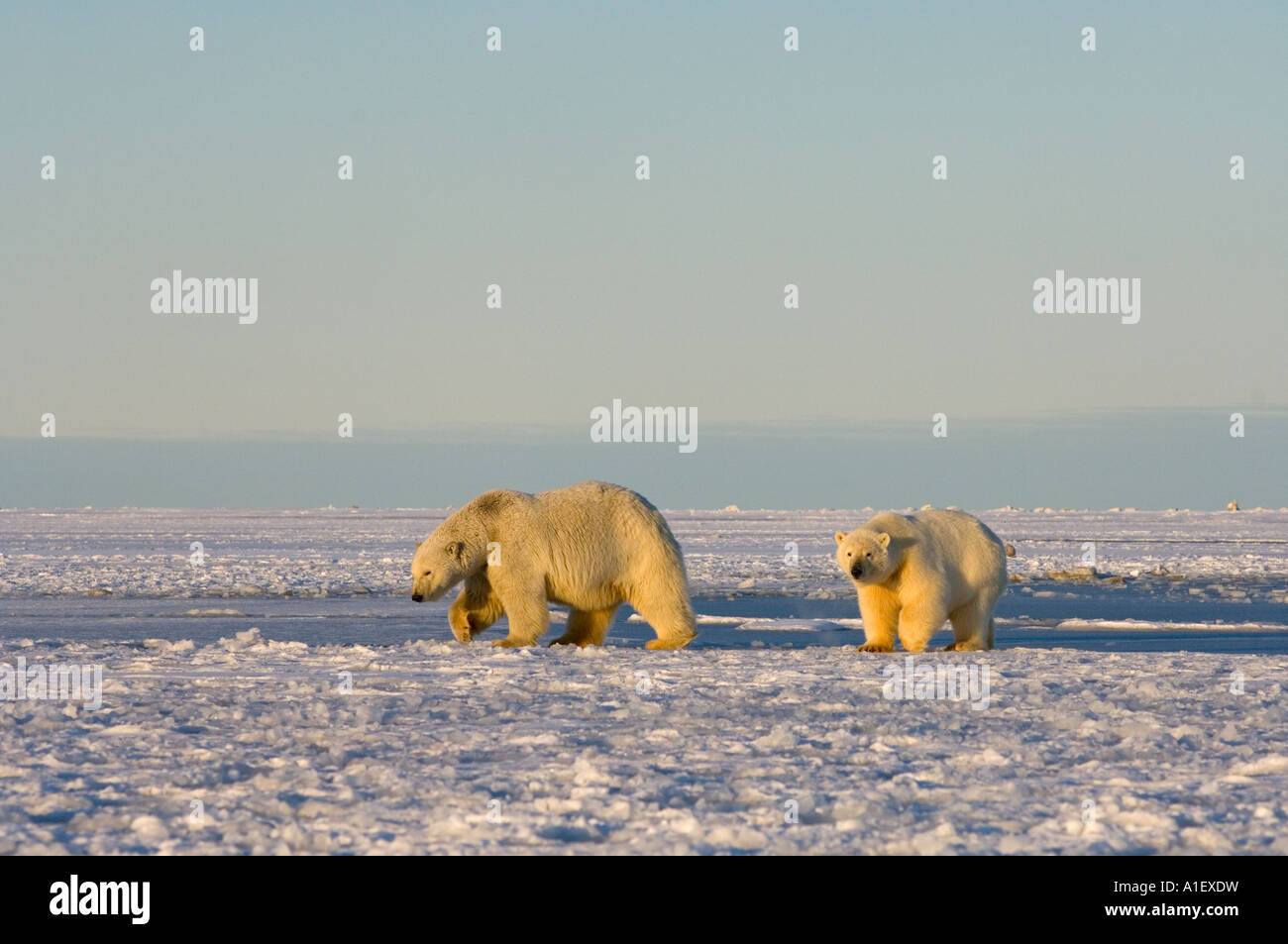 polar bears Ursus maritimus sow with cub on the pack ice 1002 coastal ...