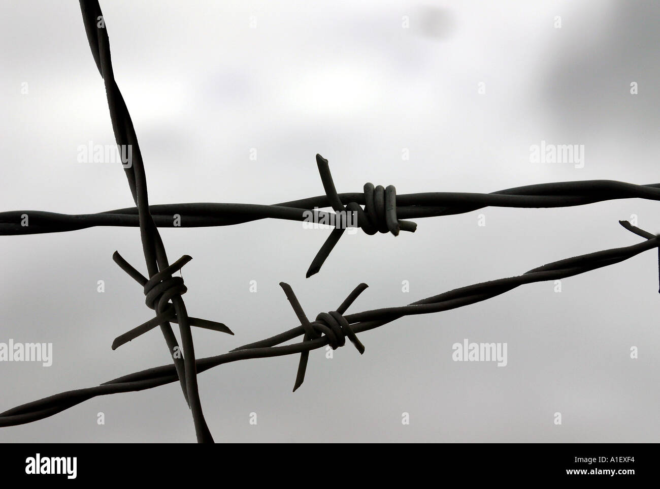 Wire entangle hi-res stock photography and images - Alamy