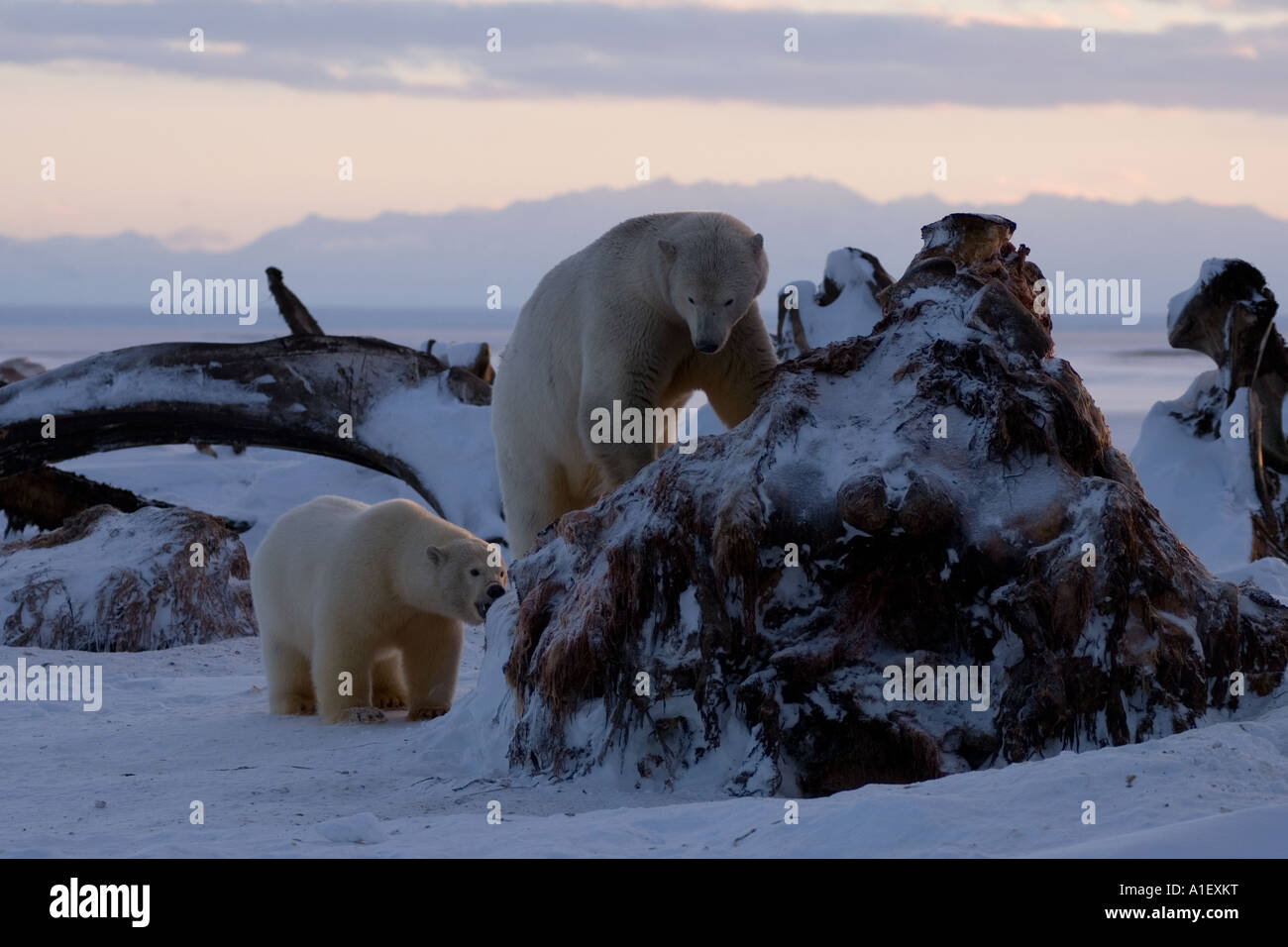 polar bears Ursus maritimus sow with cub feeding on a bowhead whale ...