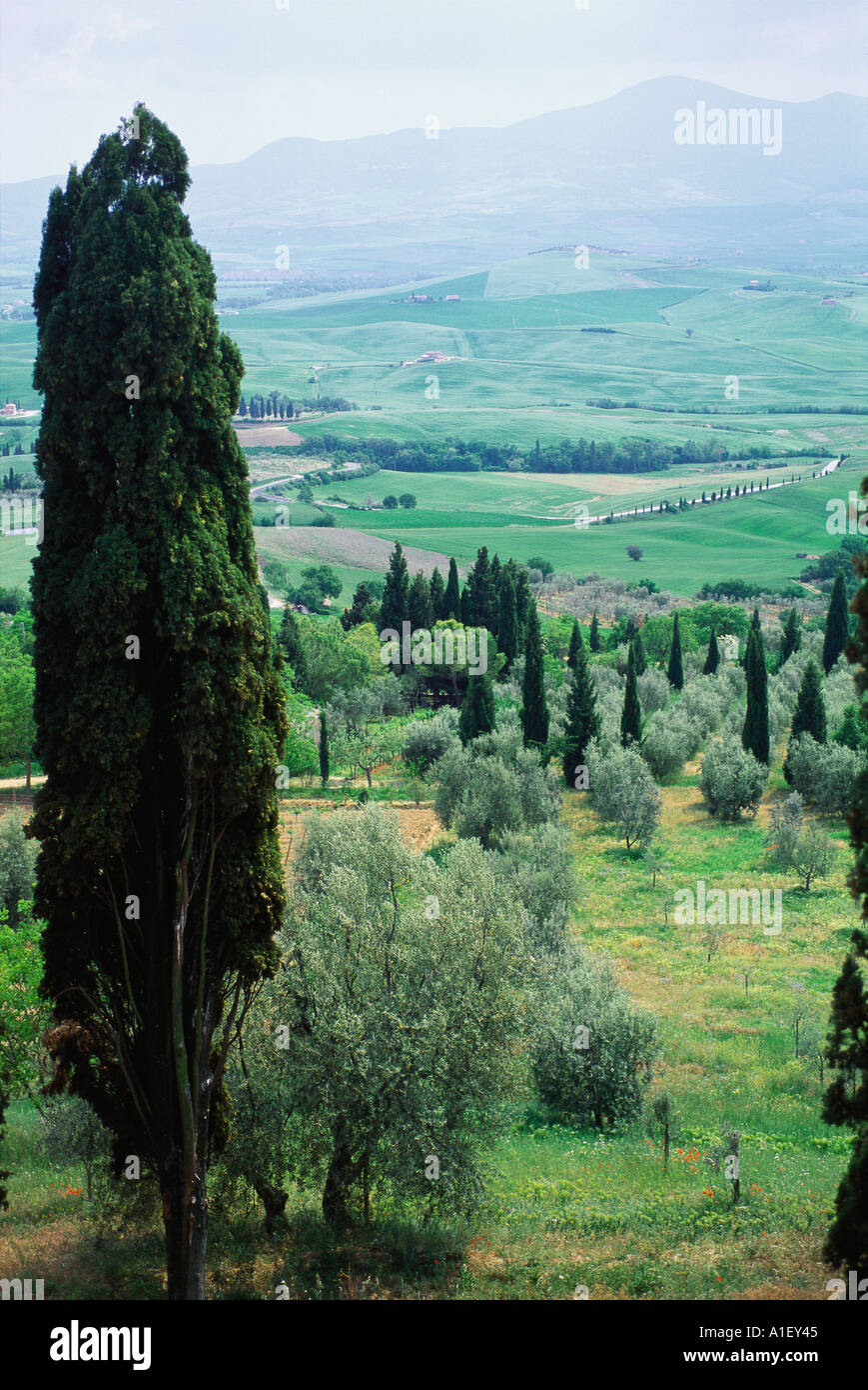 Trees on landscape Stock Photo - Alamy