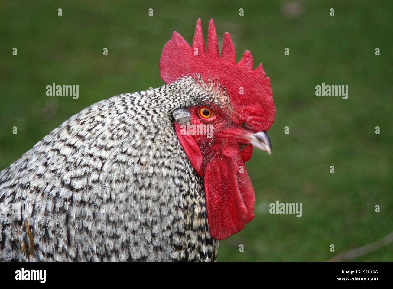 Chicken run country hi-res stock photography and images - Alamy