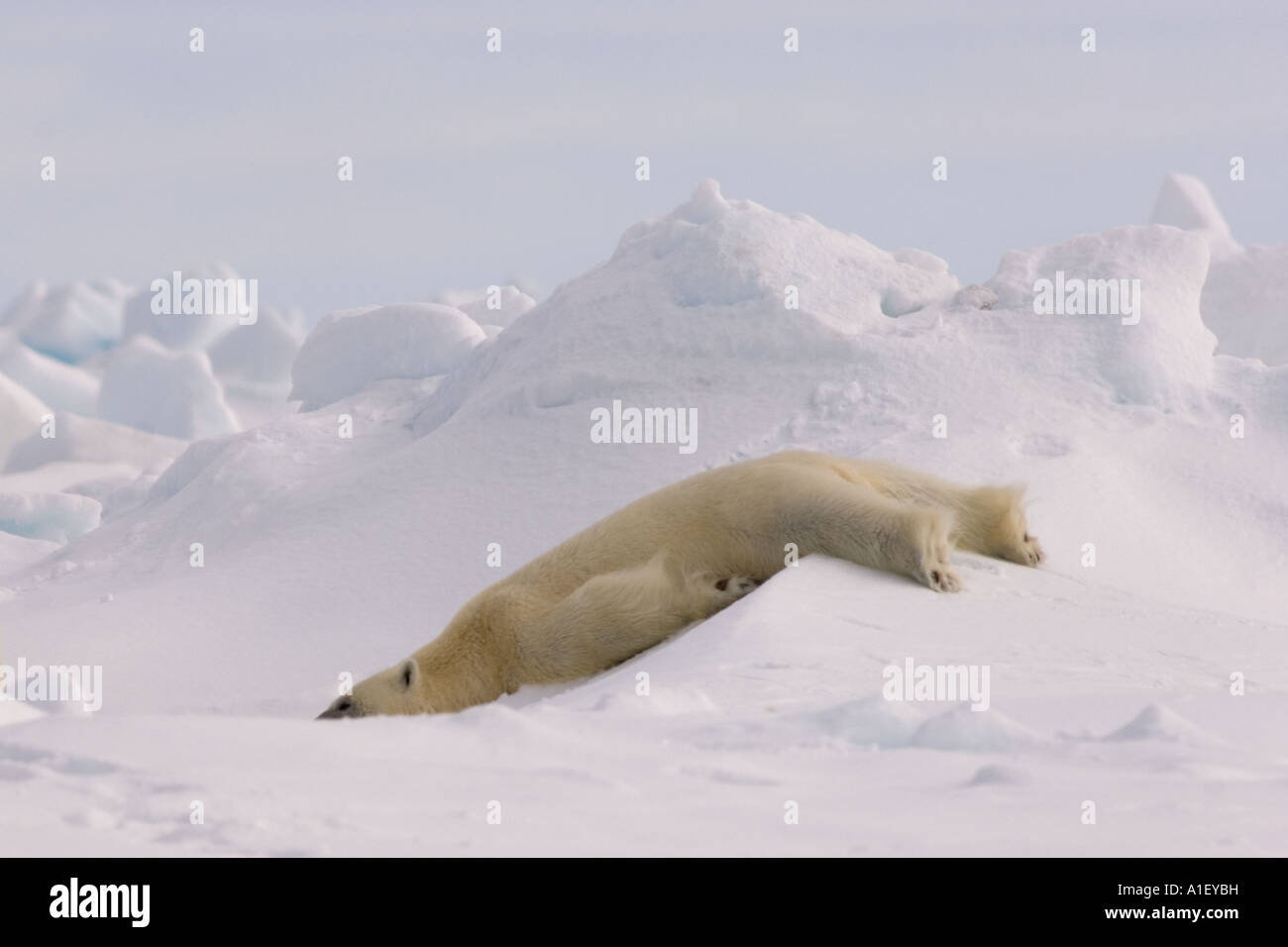 polar bear Ursus maritimus playfully sliding down rough ice frozen ...